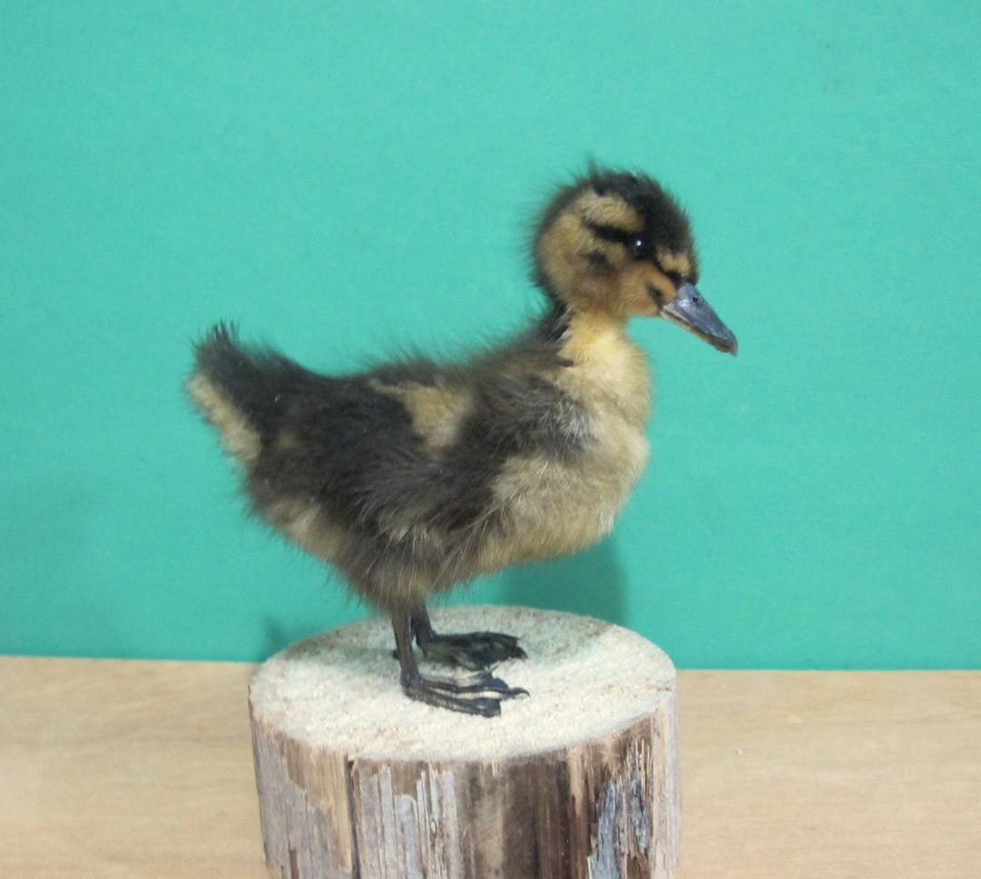 Standing Mallard Duckling Real Bird Taxidermy Mount - Etsy