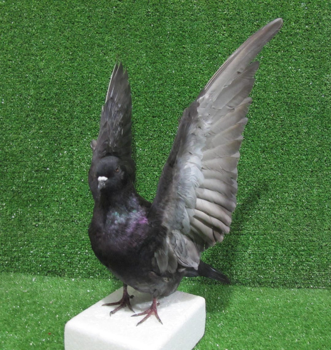 Charcoal Pigeon Real Bird Taxidermy Mount Wings Up - Etsy