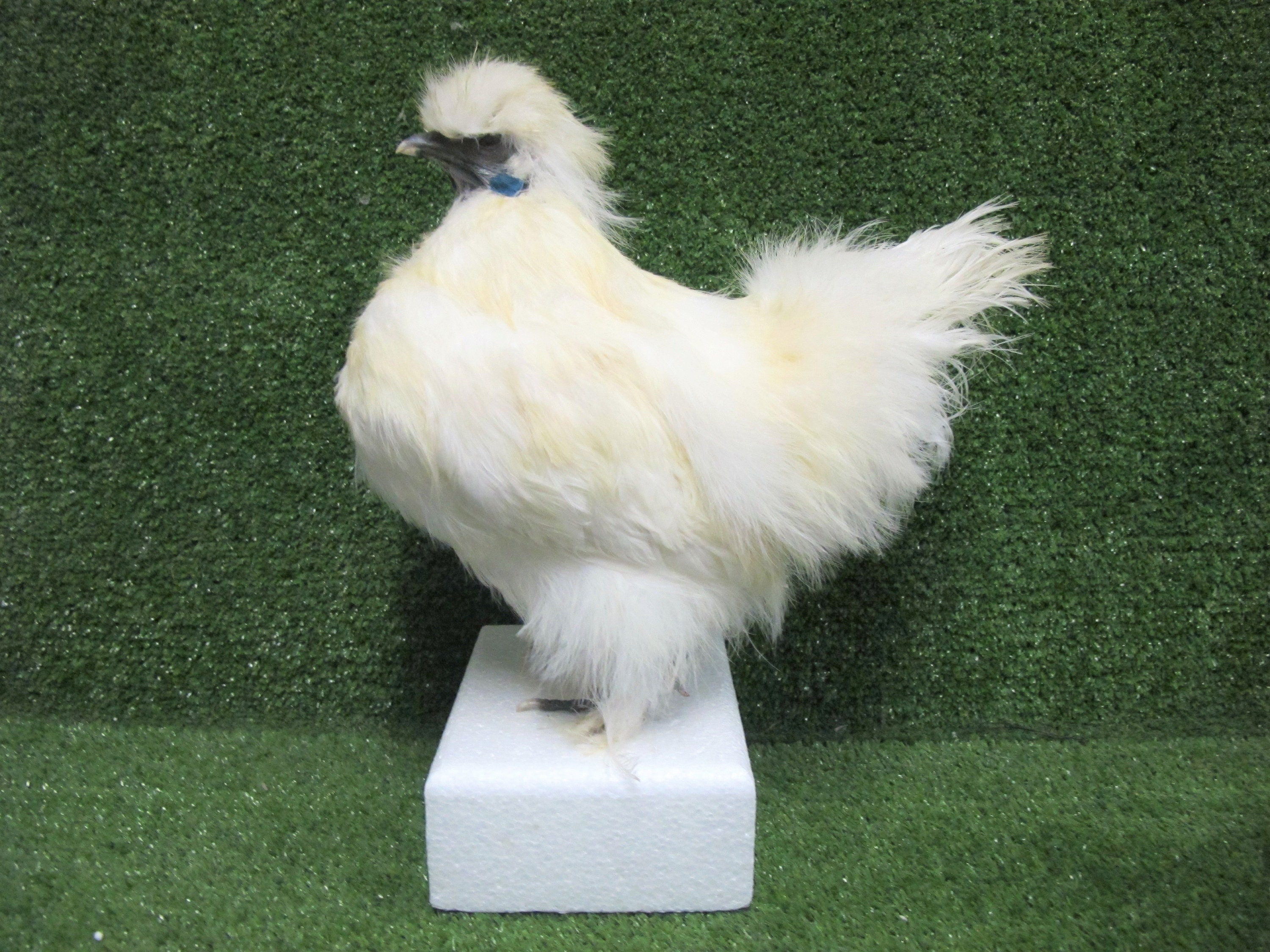 White Silkie Hen