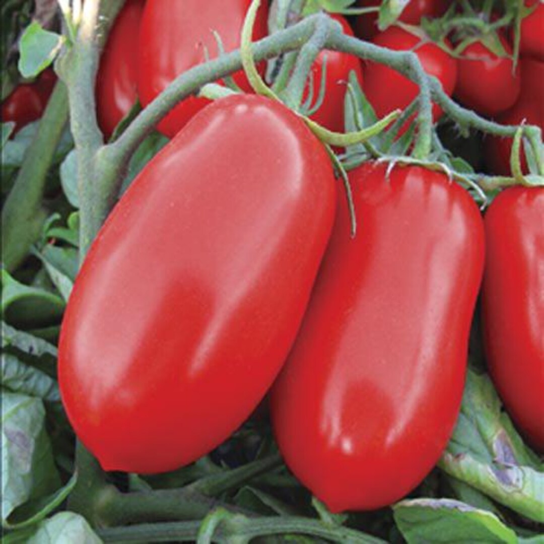Tomato Kmicic Seeds Cultivation Garden Terrace Preserves Non-gmo - Etsy ...