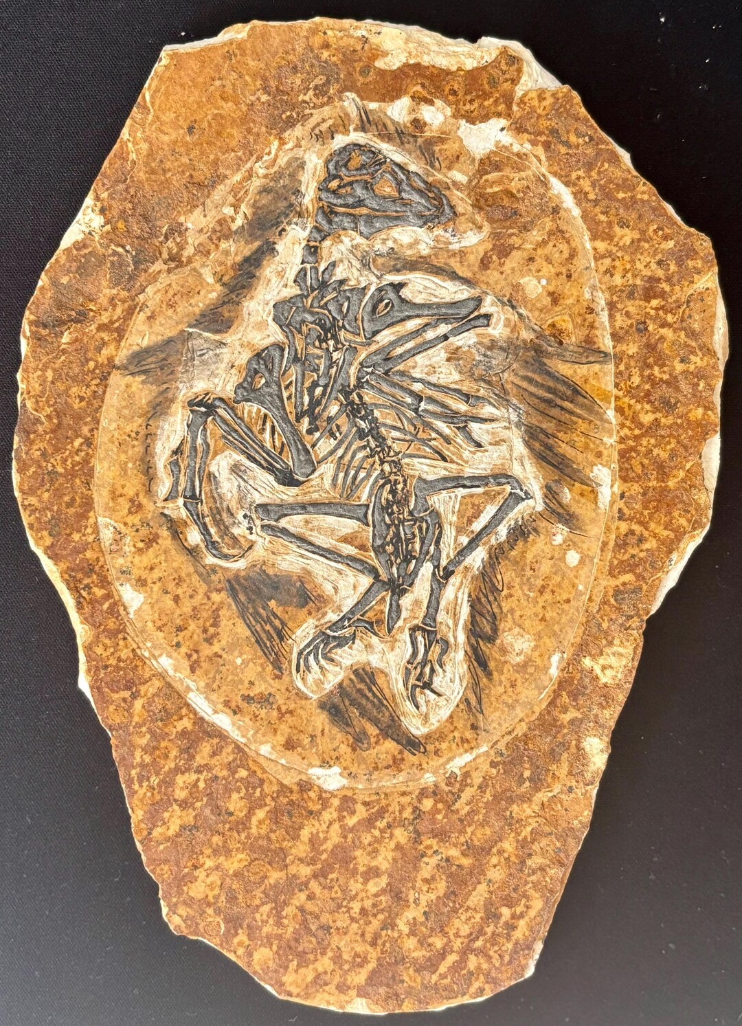 Confuciusornis Fossil With Visible Feathers in a Decorative Wooden Box ...