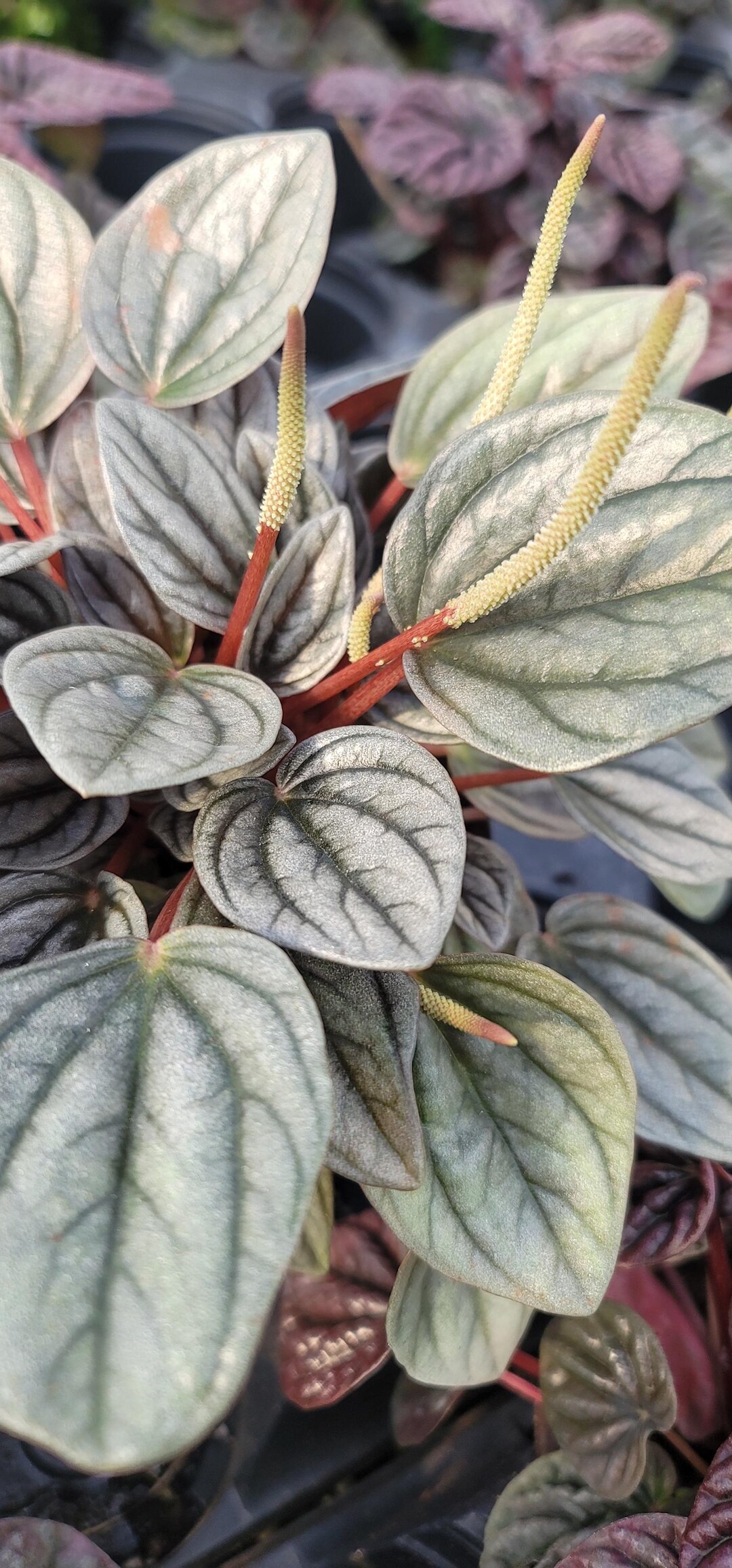 Peperomia, a "peperomia Caperata", 4" Pot, (A Heating Pack Will Be ...