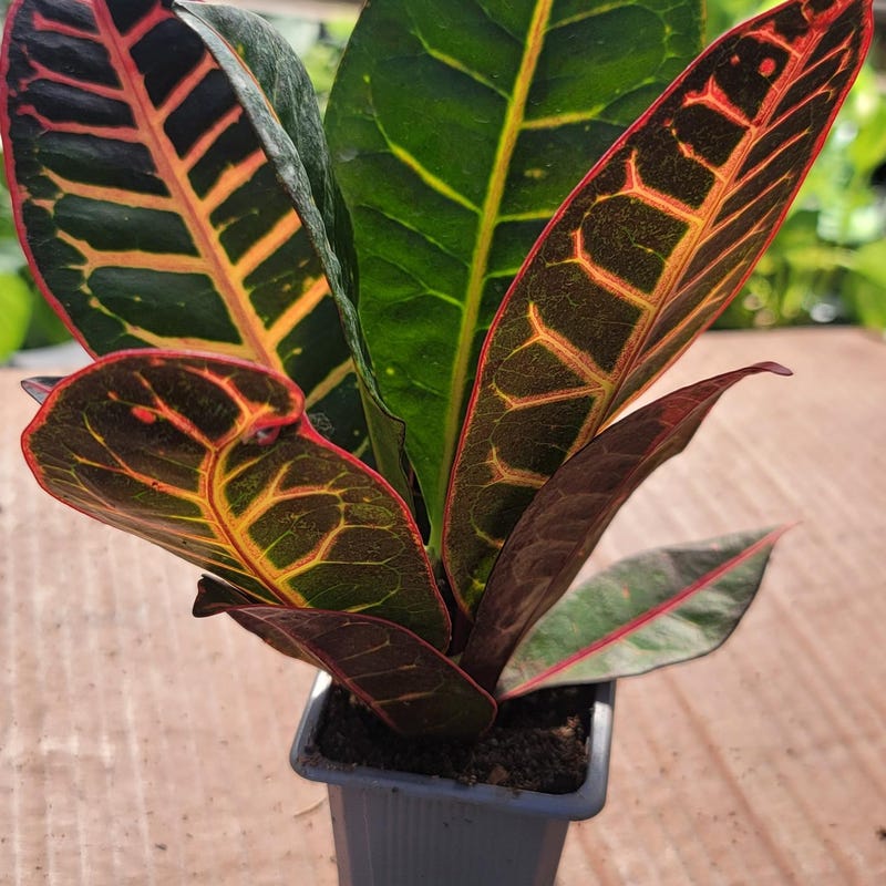 Croton - Etsy