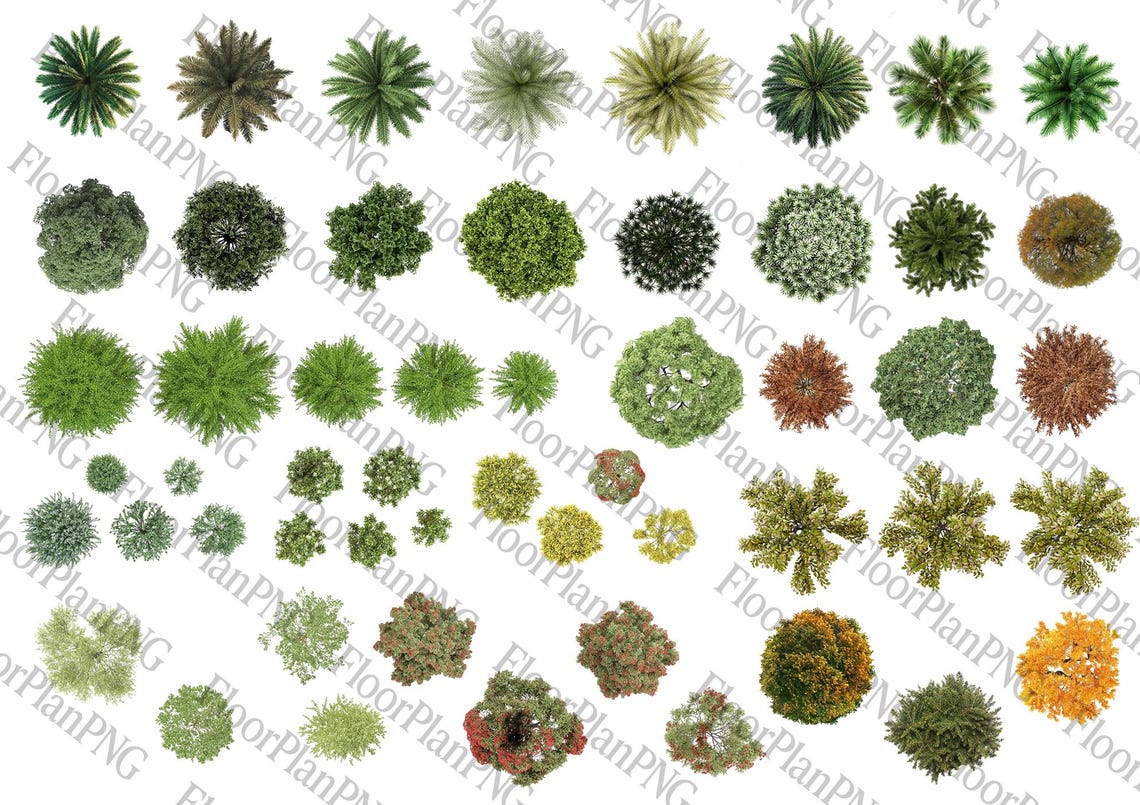 50+ Realistic Trees for Floor Plans (PNG) - Etsy