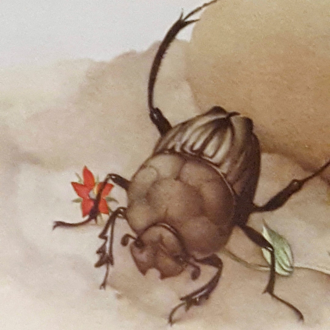 Insect Print...sisyphus Color Plate...circa 1921...FREE SHIPPING - Etsy