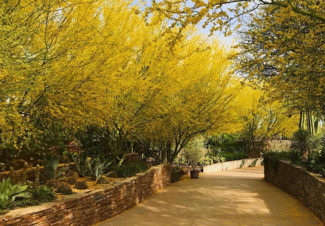Mexican Palo Verde Tree Seeds – Parkinsonia Aculeata – Drought-tolerant ...