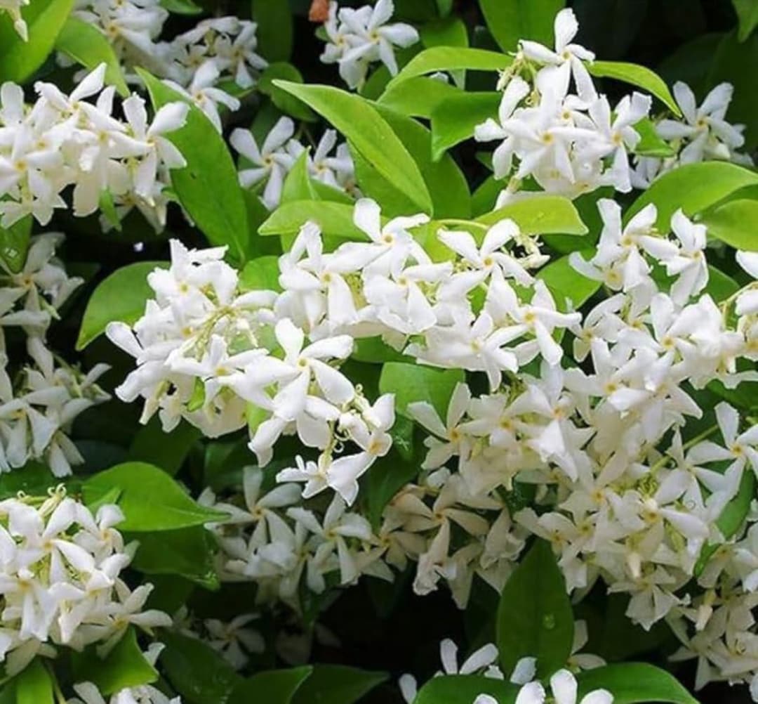 Fragrant Climbing Jasmine Flower Seeds: Non-gmo Garden Vine - Etsy