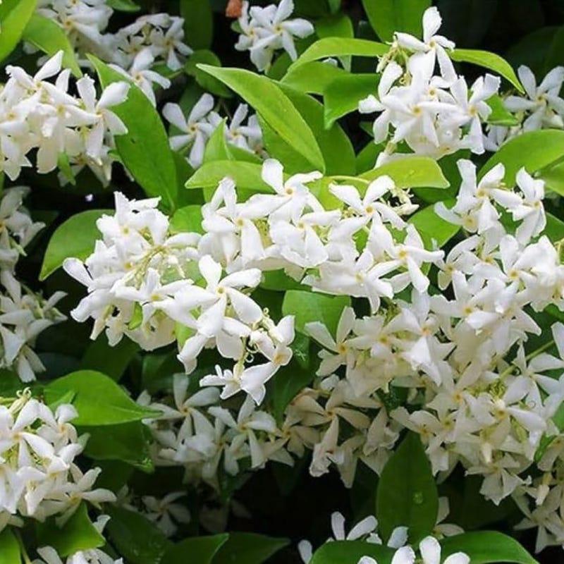 Midnight Perfume Plant - Etsy