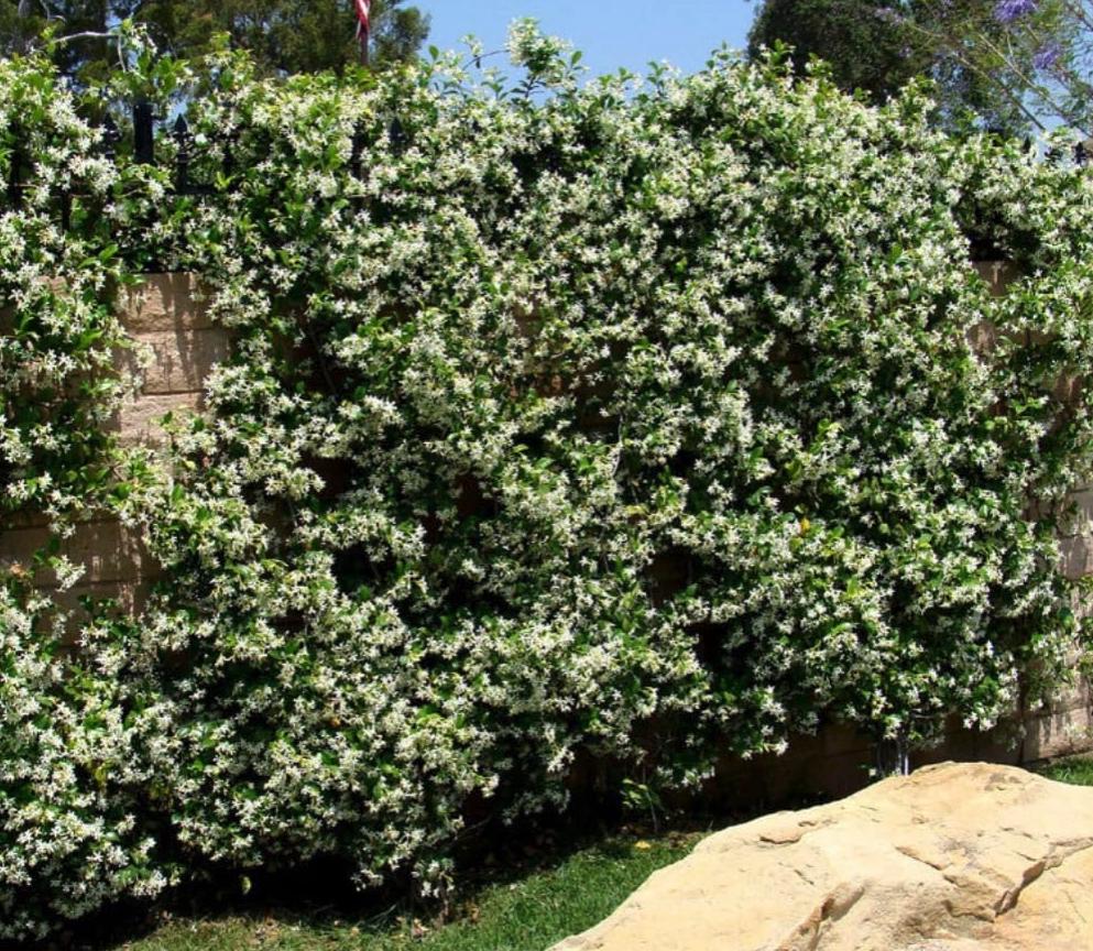 Fragrant Climbing Jasmine Flower Seeds: Non-gmo Garden Vine - Etsy