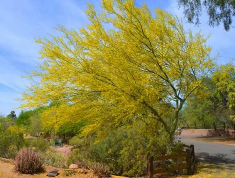 Desert Museum Palo Verde Tree Seeds – Thornless Cercidium Hybrid ...