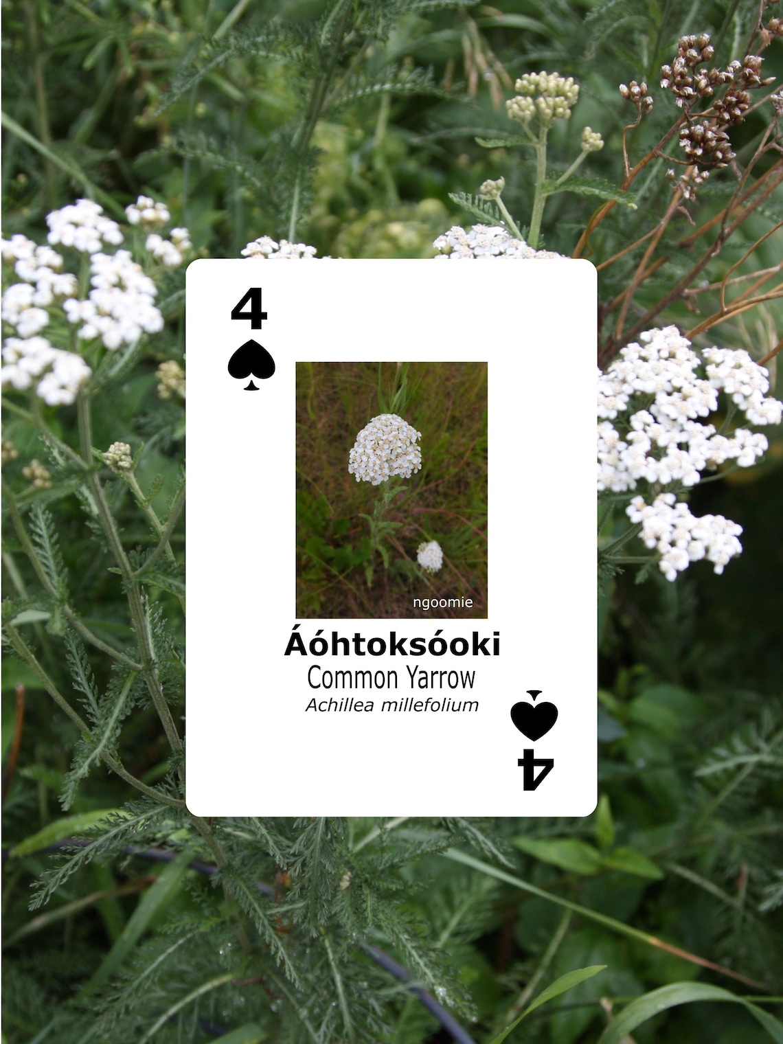Plants of Alberta ID Cards - Etsy Canada