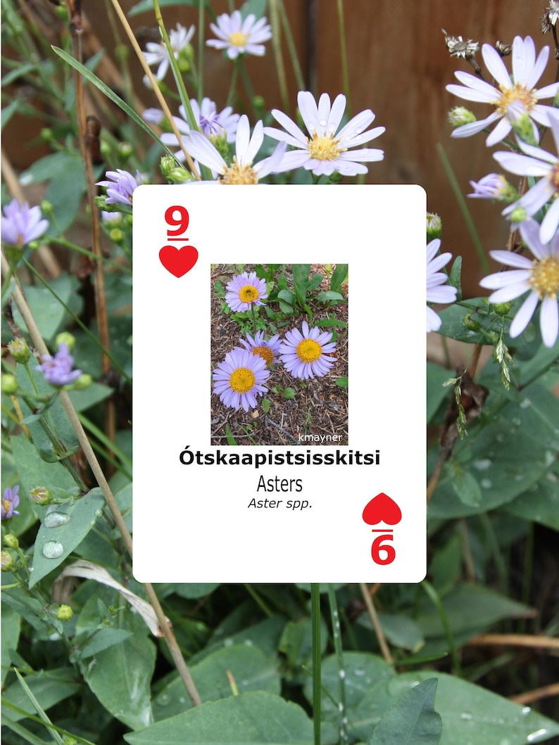 Plants of Alberta ID Cards - Etsy Canada