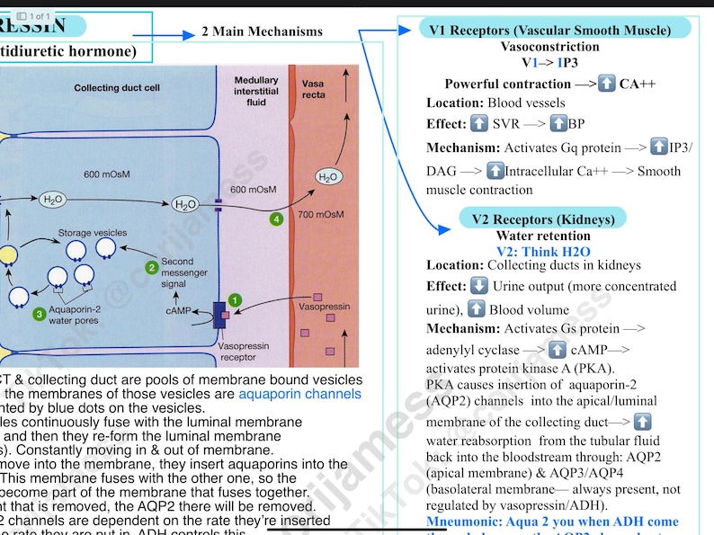 Vasopressin (adh/antidiuretic Hormone) Study Guide - Etsy