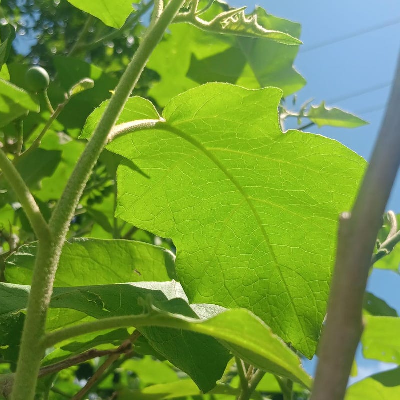 Cezane فوار - Etsy New Zealand