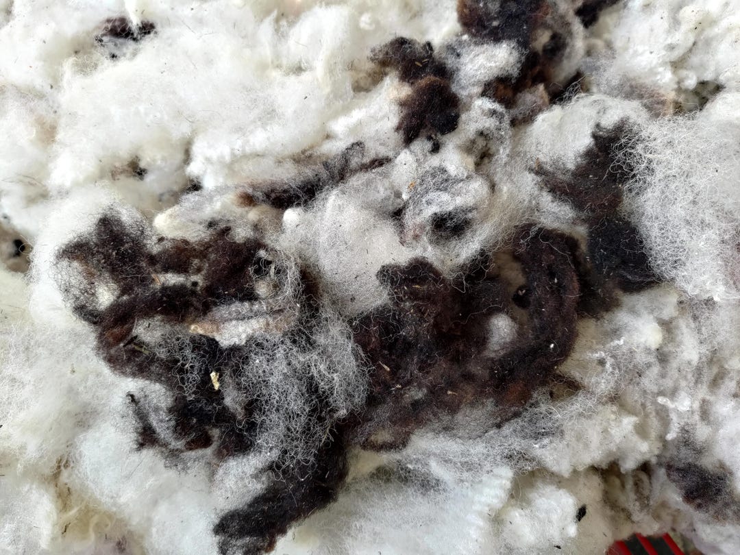 Jacob Sheep Wool - Washed Fleece With Some Vegetable Matter - Spinning ...