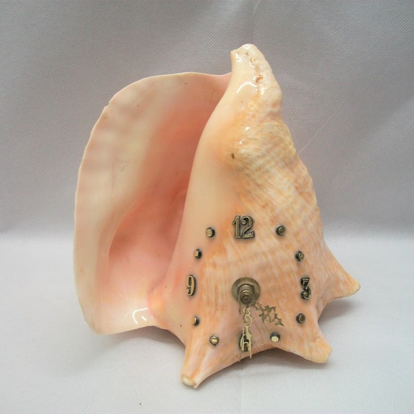 Large Conch Shell - Etsy