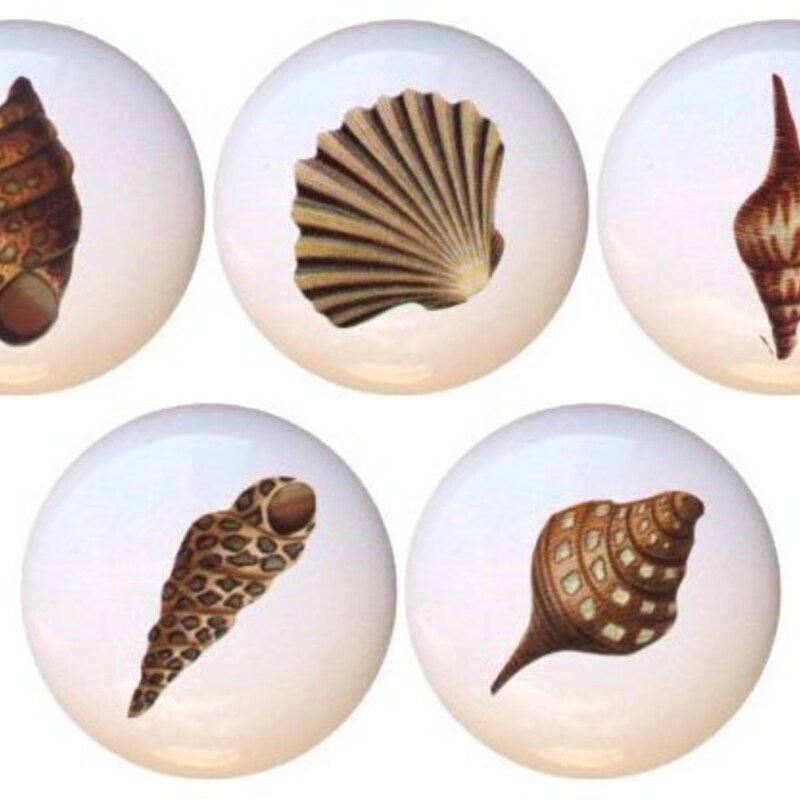 Seashell Knobs - Etsy