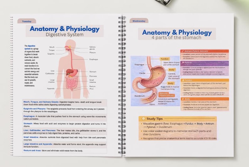 2026 Medical Coding Study Guide: CPC & CCS-P Exam Prep - 12 Month ...