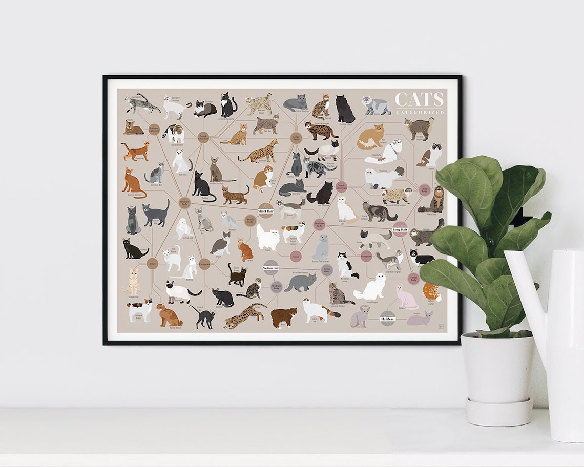Cat Breeds Print Poster for Home Gift for Pet & Animal - Etsy