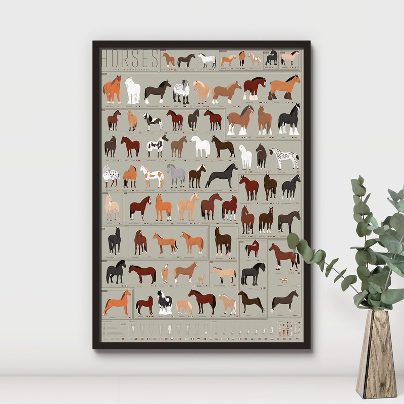 Horse Breed Chart - Etsy