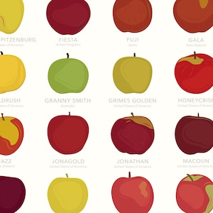 Delicious Apple Varieties Chart Print | Poster for Home | Gift for ...