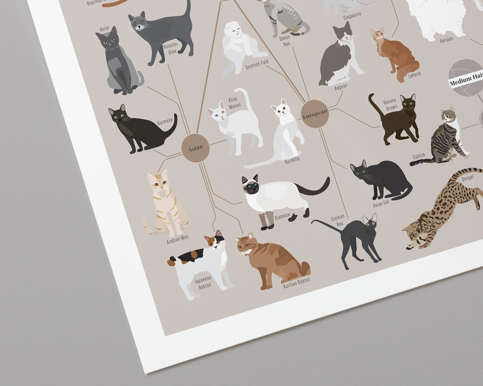 Cat Breeds Print Poster for Home Gift for Pet & Animal - Etsy