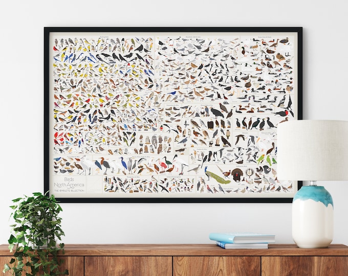 Backyard Birds of the Pacific Northwest Art Print / Washington State ...
