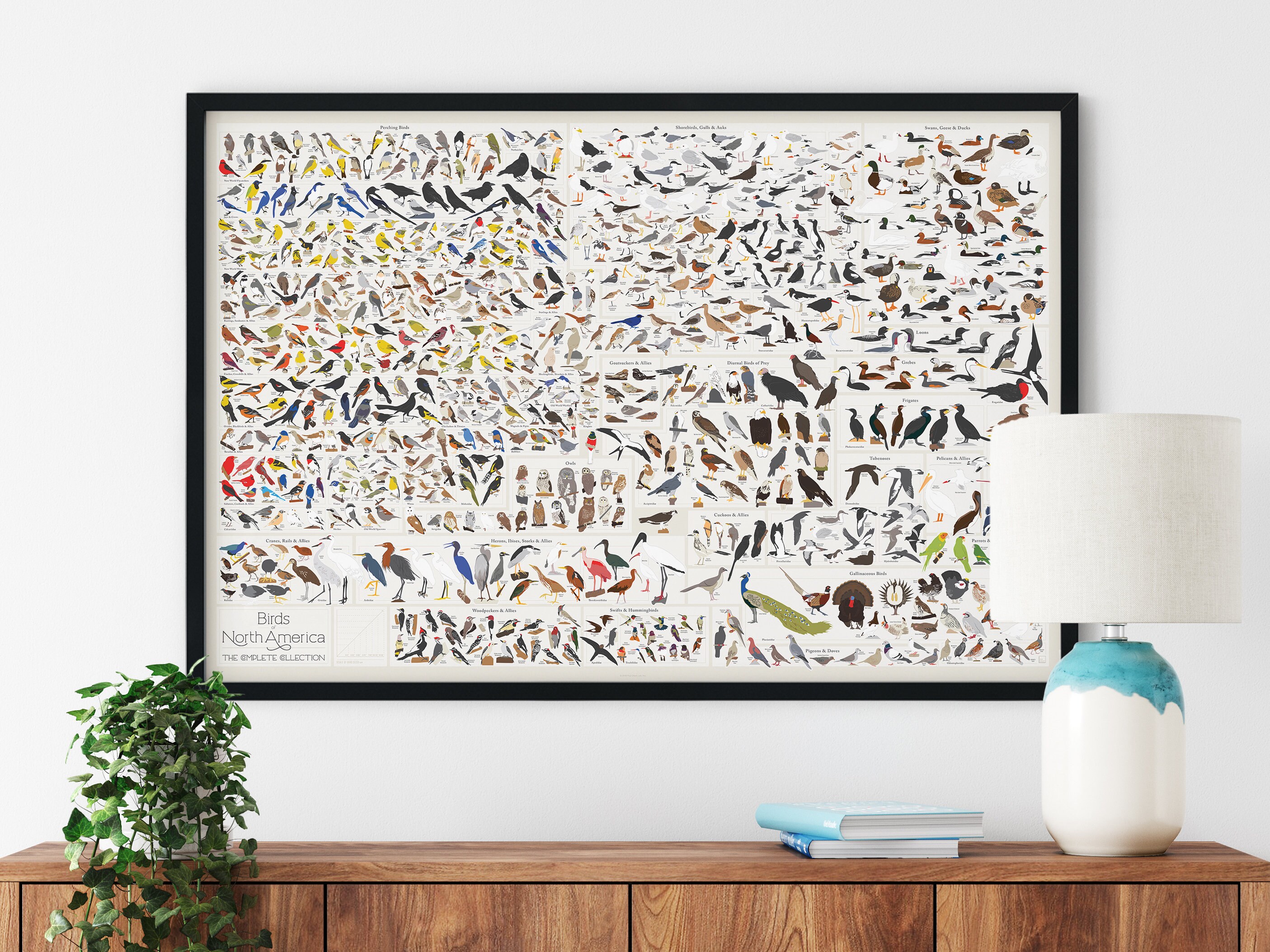 Birds of North America Print Poster for Home Gift for | Etsy