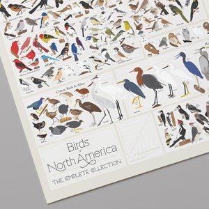 Birds of North America Print | Poster for Home | Gift for Nature ...