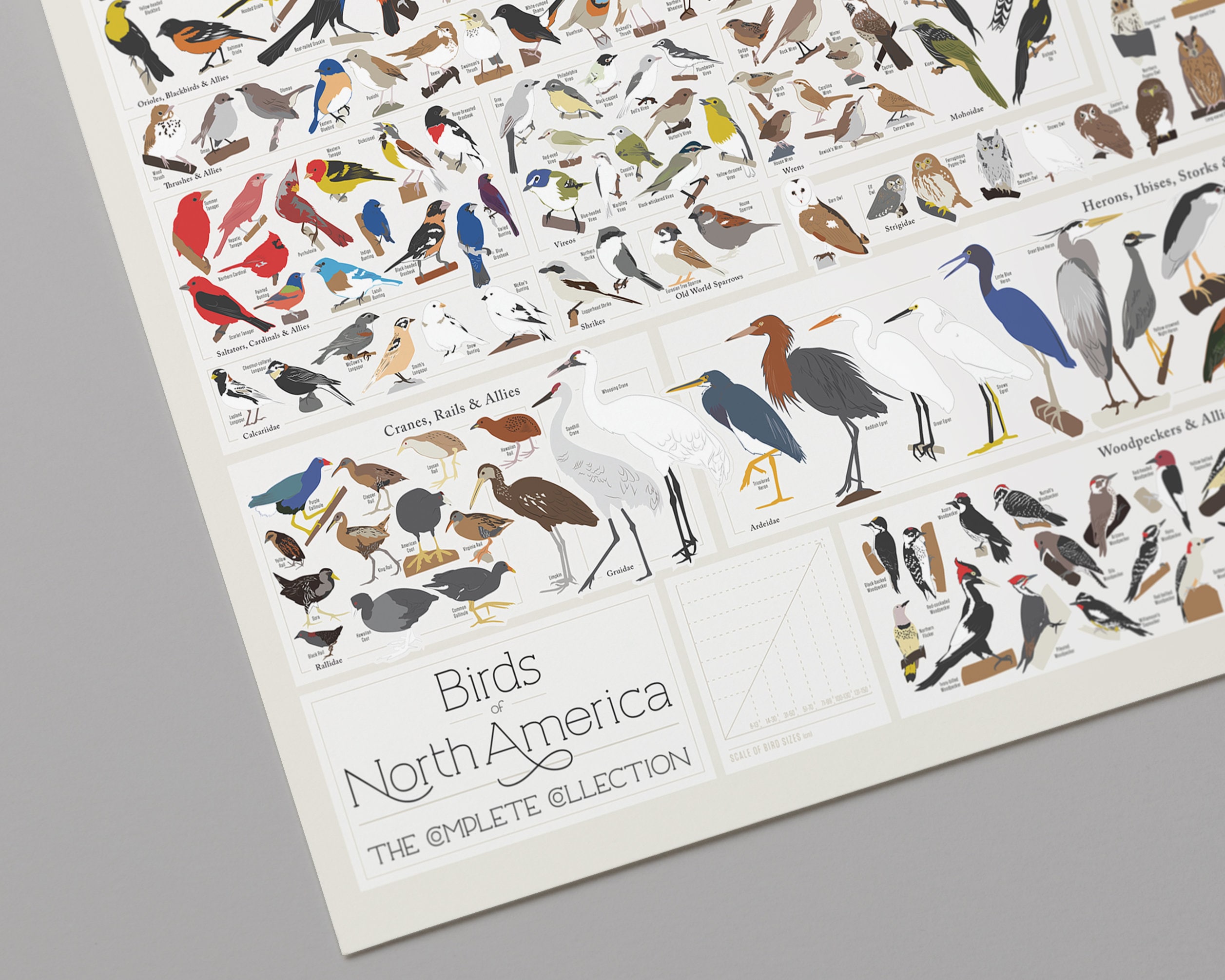 Birds of North America Print Poster for Home Gift for | Etsy