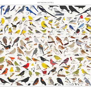 Birds of North America Print | Poster for Home | Gift for Nature ...