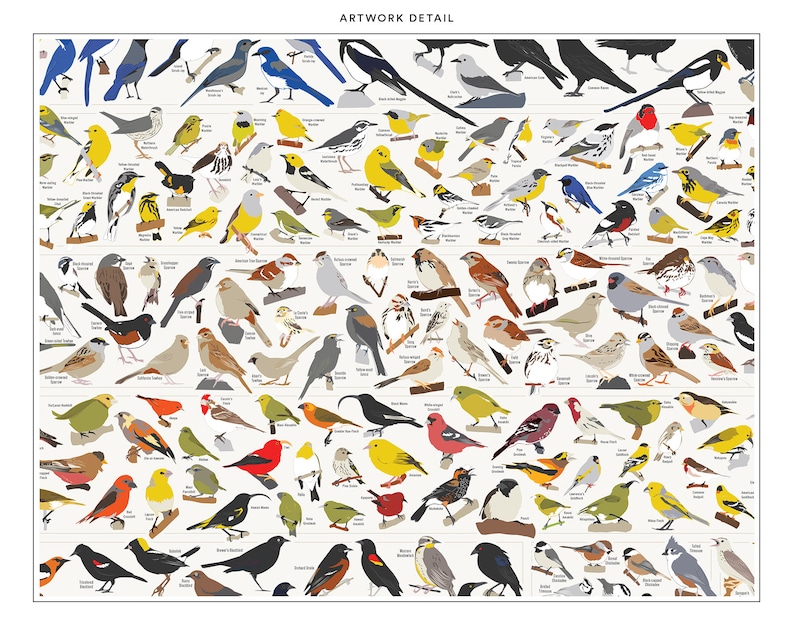 Birds of North America Print | Poster for Home | Gift for Nature ...