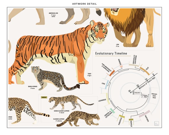 Tiger Evolution Timeline