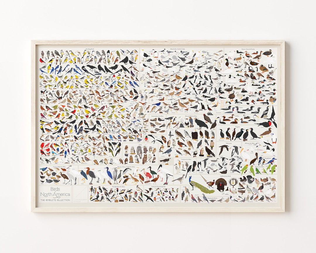 Birds of North America Print | Poster for Home | Gift for Nature ...