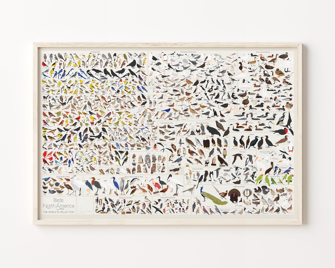 Birds of North America Print | Poster for Home | Gift for Nature ...