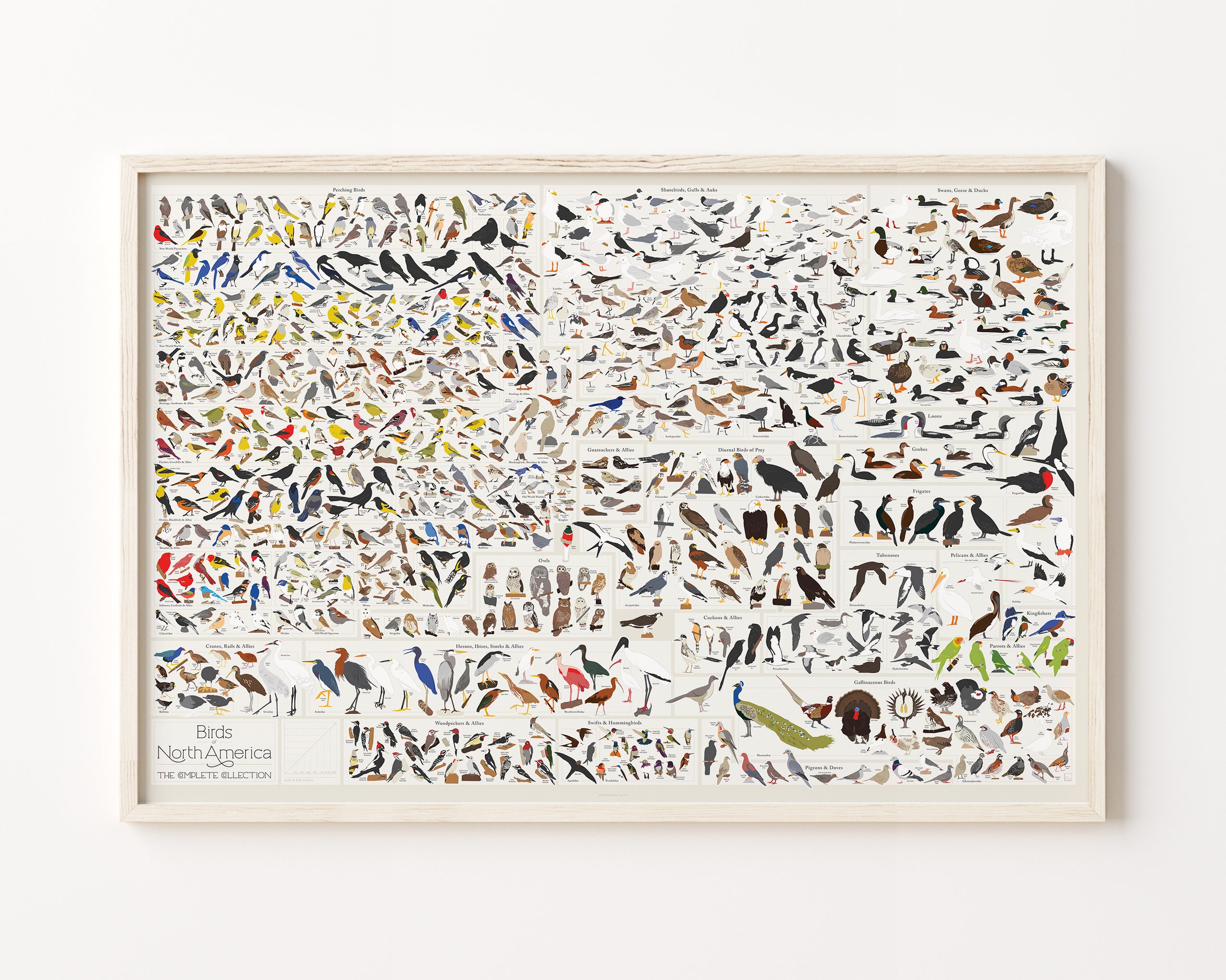 Birds of North America Print | Poster for Home | Gift for Nature ...