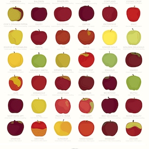 Delicious Apple Varieties Chart Print | Poster for Home | Gift for ...