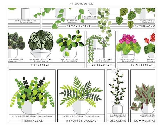 Houseplants Identification Chart Greetings Card Art - Indoor Plants ...