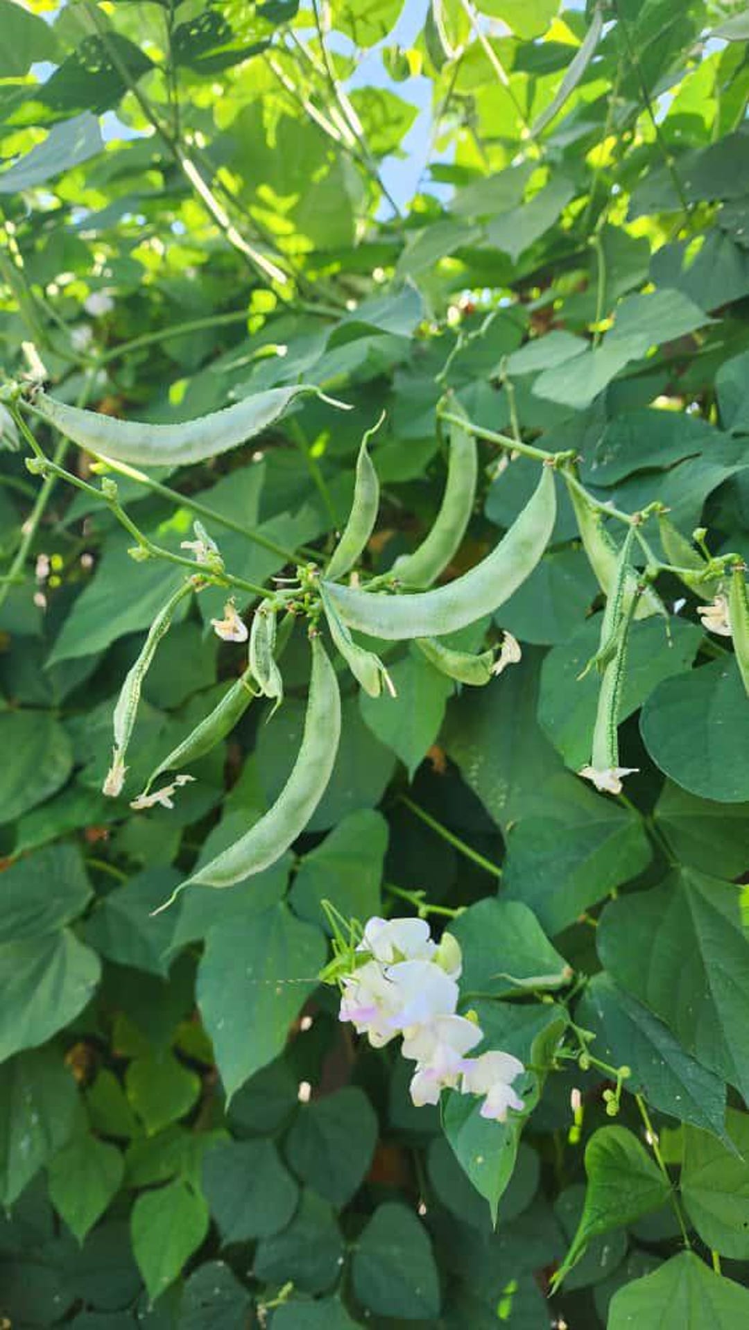 Organic Avarai Kai / Dolichos Creeper / Paadhu Chikkudu – Traditional ...