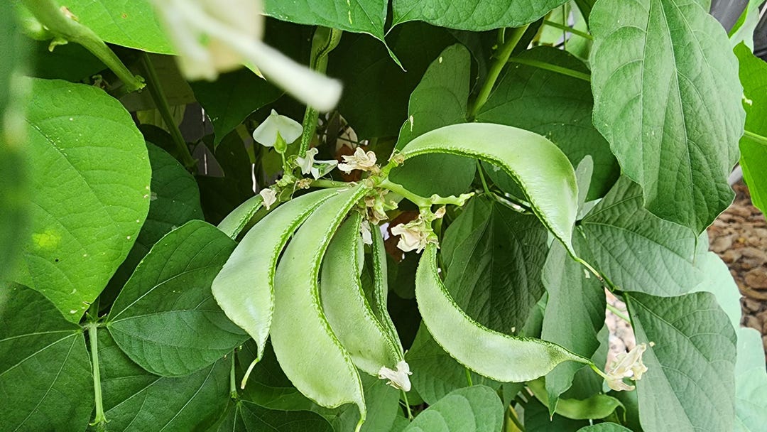 Organic Avarai Kai Seeds: Traditional Indian Hyacinth Bean Vine - Etsy