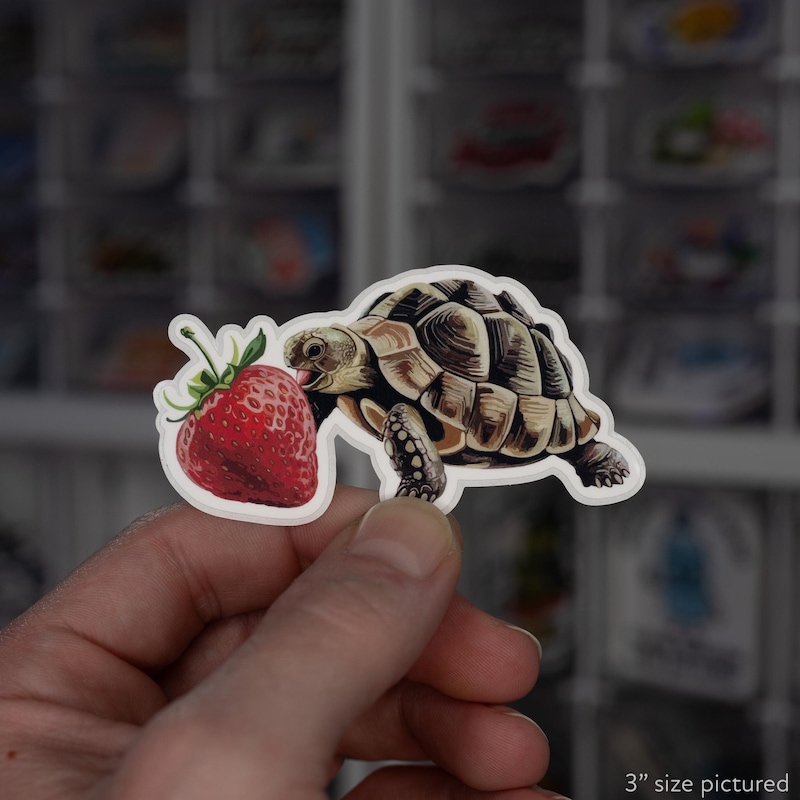 Vinyl Decals Tortoise - Etsy
