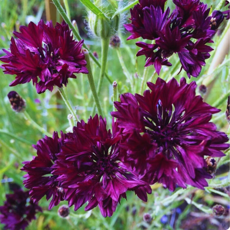 Black Ball Cornflower Seeds 100 | Deep Purple Bachelor’s Button Garden ...