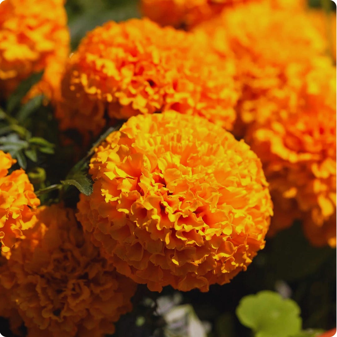 Hawaii Orange African Marigold Seeds 100 Pcs – Tall Tagetes Erecta ...