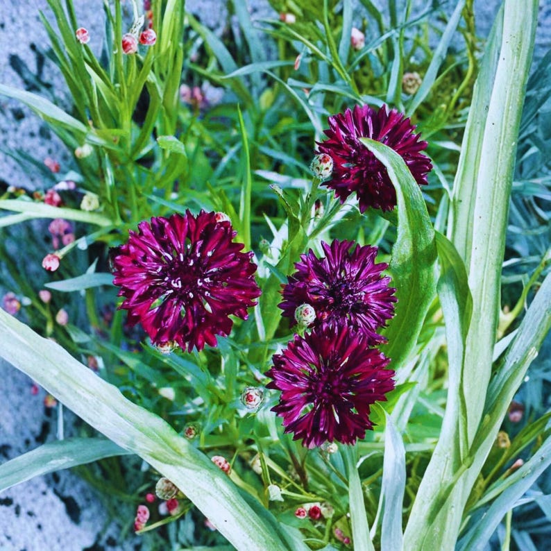 Black Ball Cornflower Seeds 100 | Deep Purple Bachelor’s Button Garden ...