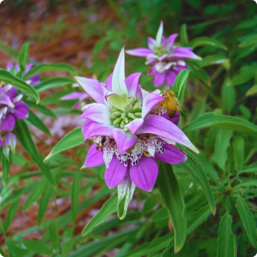Spotted Bee Balm Seeds 50 | Monarda Punctata | Native Pollinator ...