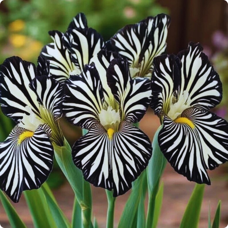 Zebra Iris Seeds 50 Pcs | Black White Iris Flower | Perennial Garden ...