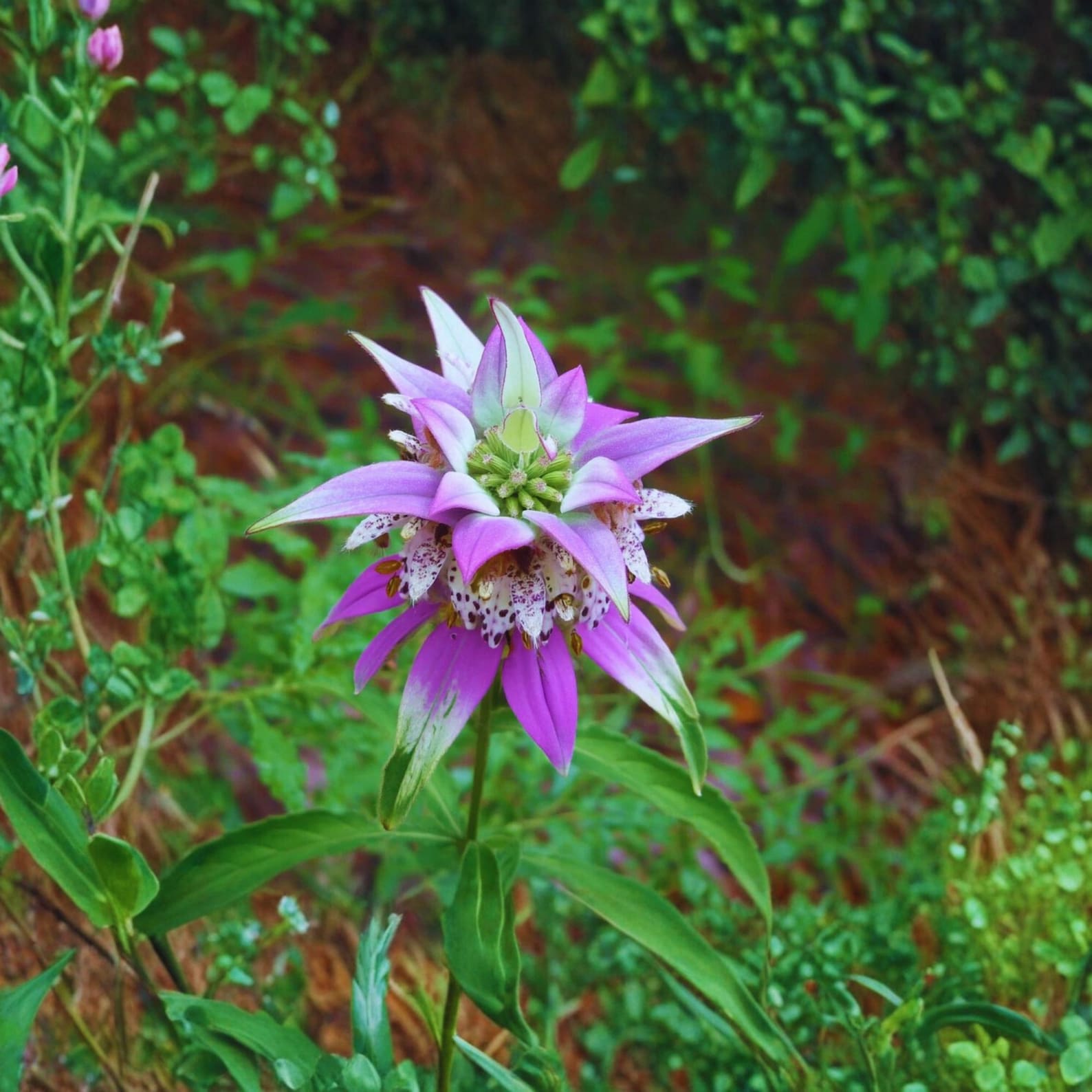 Spotted Bee Balm Seeds 50 | Monarda Punctata | Native Pollinator ...