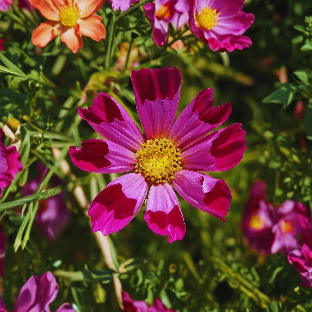 150 Cosmos Sea Shells Seeds | Rare Tubular Petal | Easy Grow Annual ...