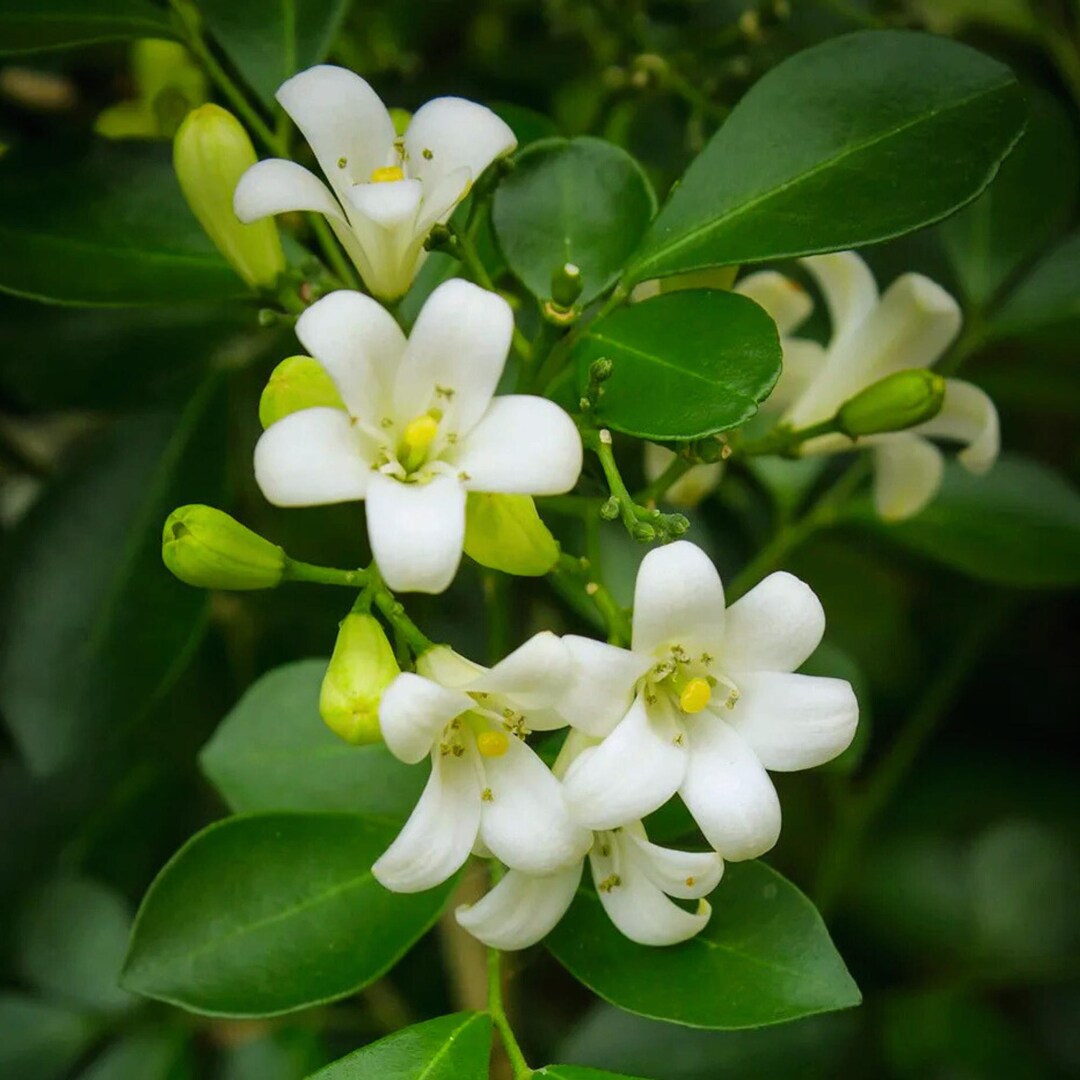100 Jasmine Seeds | Murraya Paniculata | Sweet-scented Ornamental Shrub ...