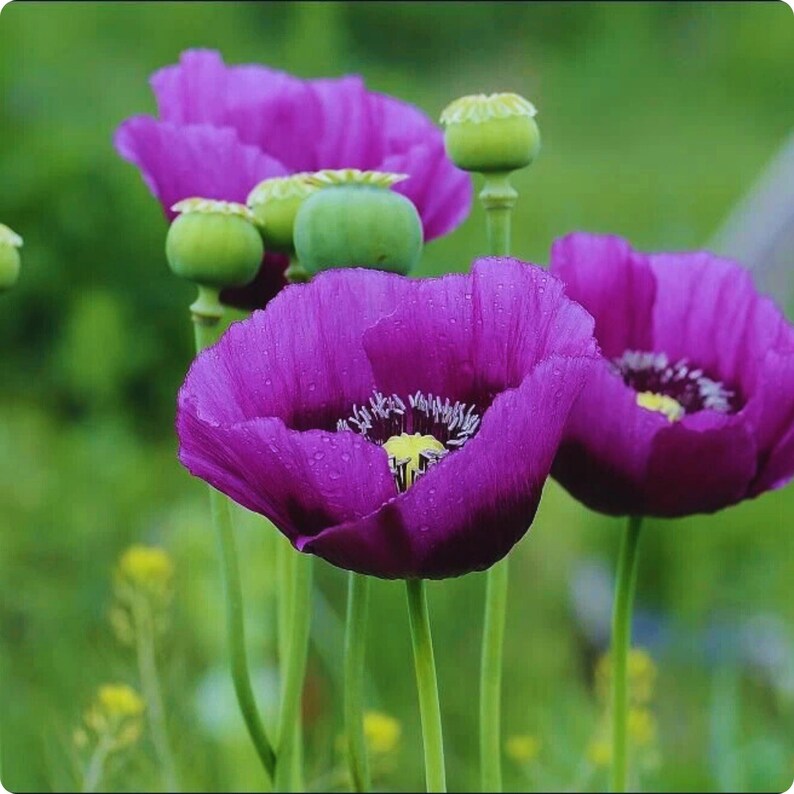 Lauren’s Grape Poppy Seeds 500 | Deep Purple Poppies | Pollinator Friendly Non-gmo Garden ...
